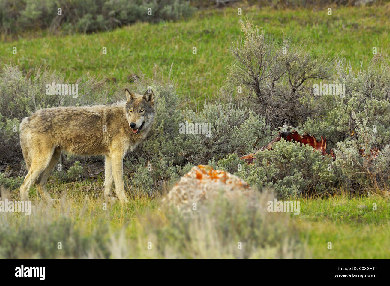 Eating an elk carcass hi-res stock photography and images - Alamy