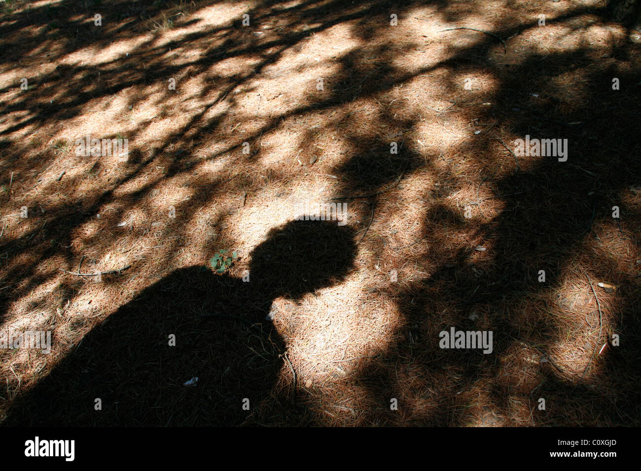 shadow of woman standing in forest Stock Photo - Alamy