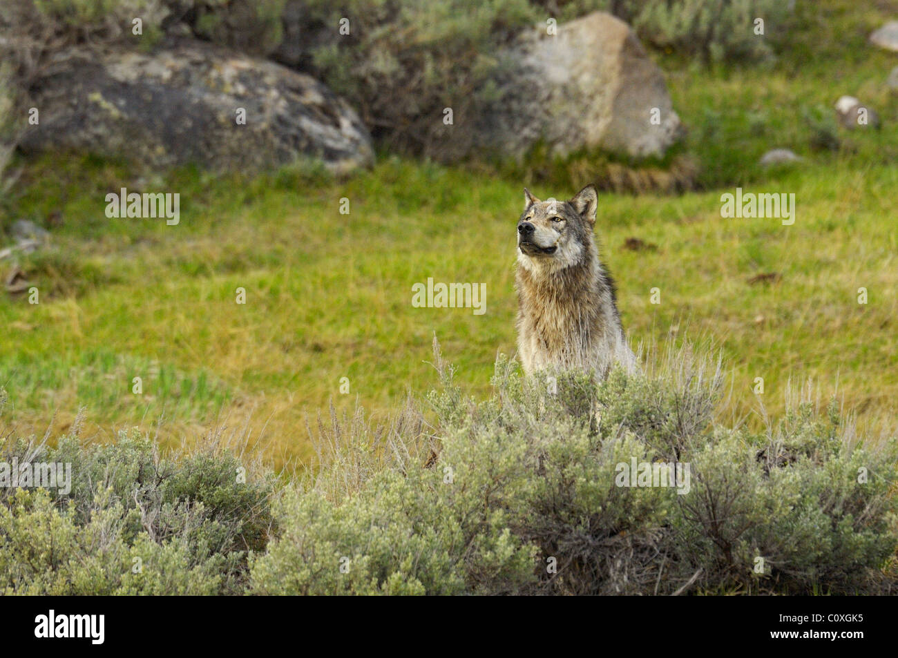 American wolf dog hi-res stock photography and images - Alamy
