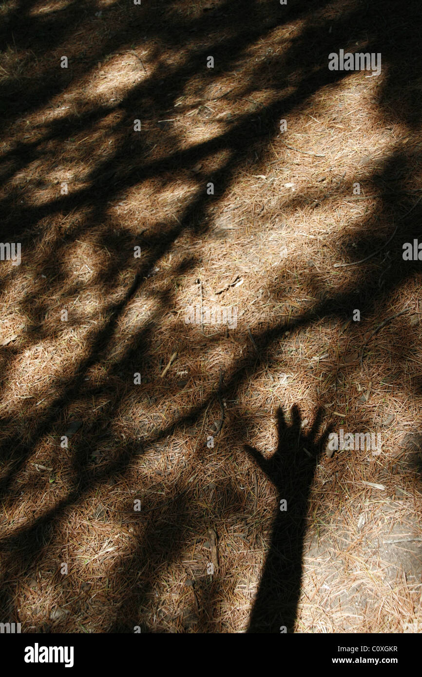 Hand on forest floor hi-res stock photography and images - Alamy