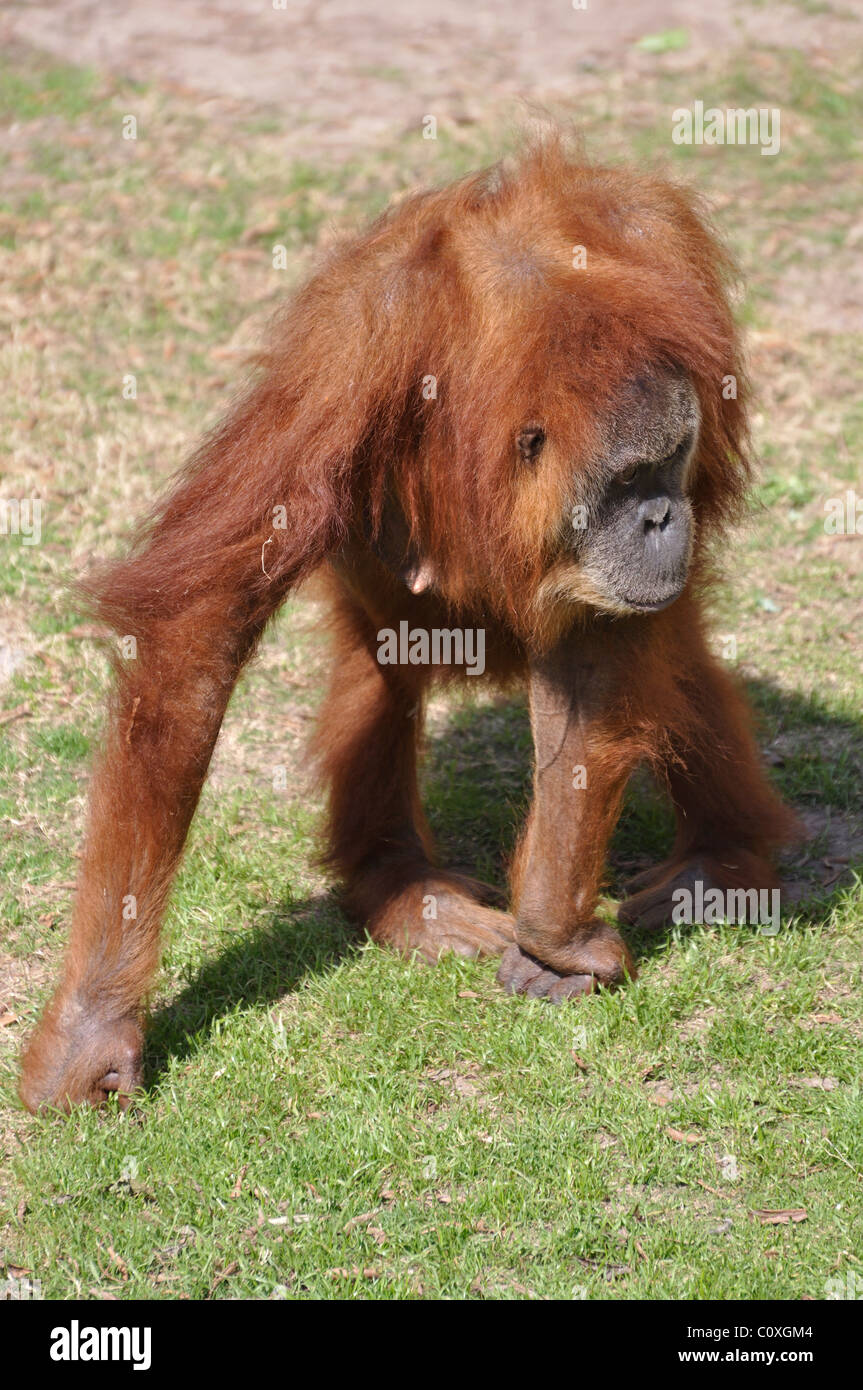 Ponginae Pongo High Resolution Stock Photography and Images - Alamy