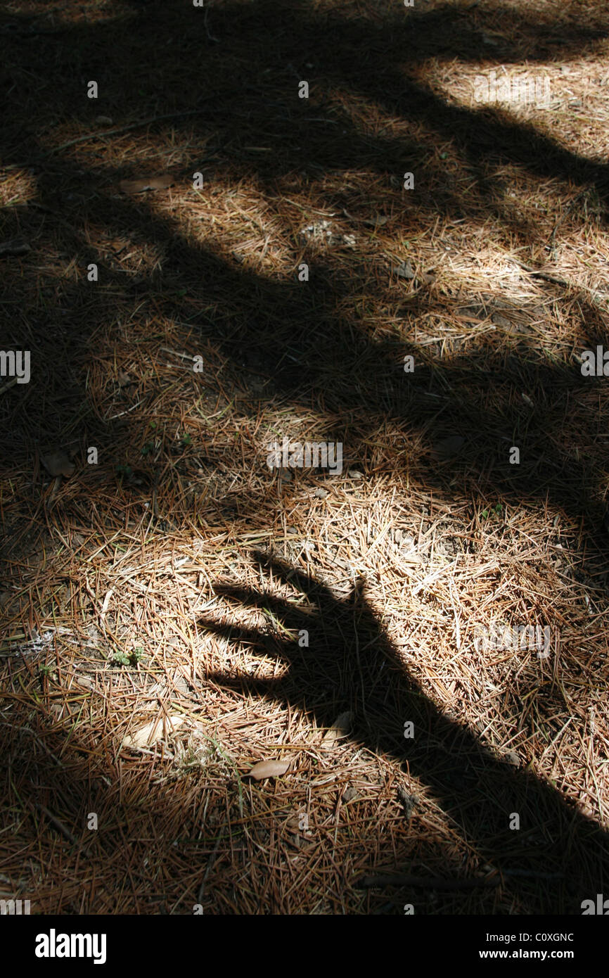 shadow of person's hand on forest floor Stock Photo - Alamy