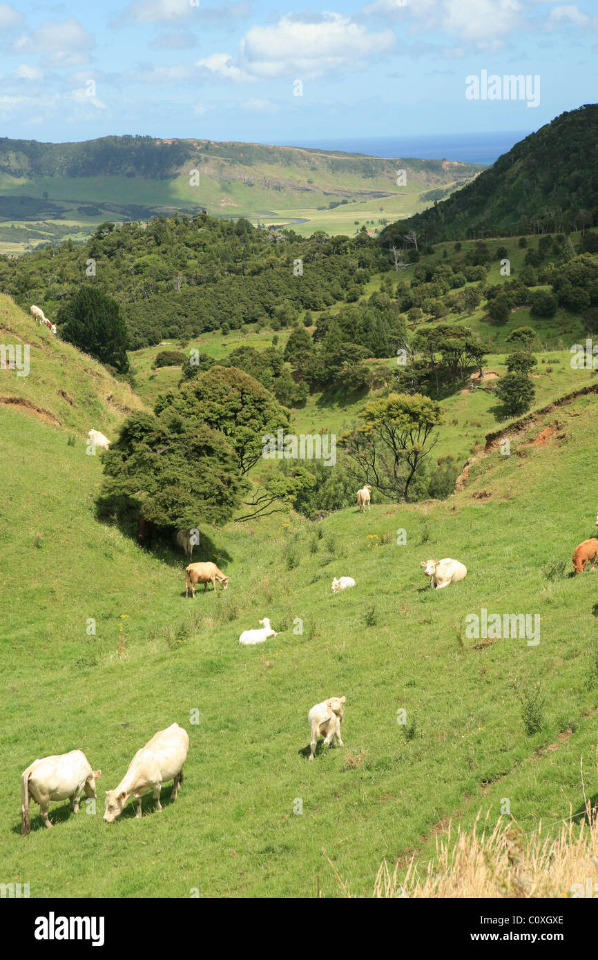 View from loop road through woods South of Pakanae Stock Photo - Alamy