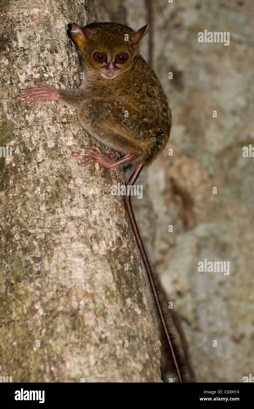 South sulawesi tarsier tarsier hi-res stock photography and images - Alamy