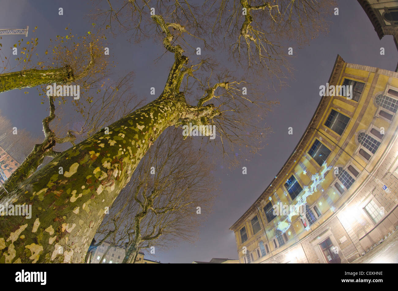 Trees at Night in Downtown Lucca, Tuscany Stock Photo - Alamy