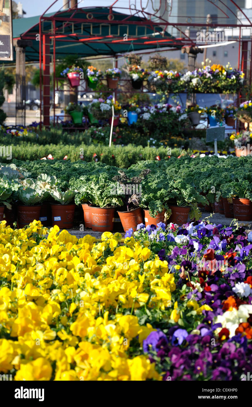Spring flowers for sale at farmers market in Dallas, Texas, USA Stock ...