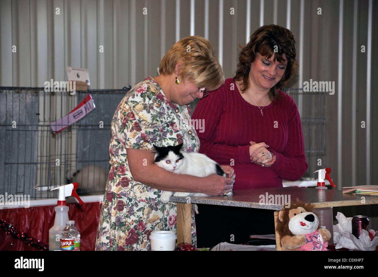 Judging process at cat show, Waco, Texas, USA Stock Photo - Alamy