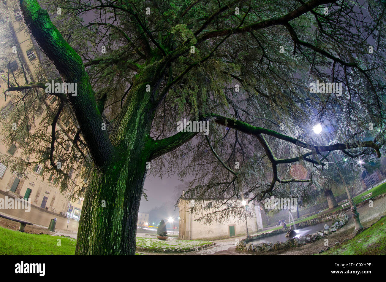 Trees at Night in Downtown Lucca, Tuscany Stock Photo - Alamy