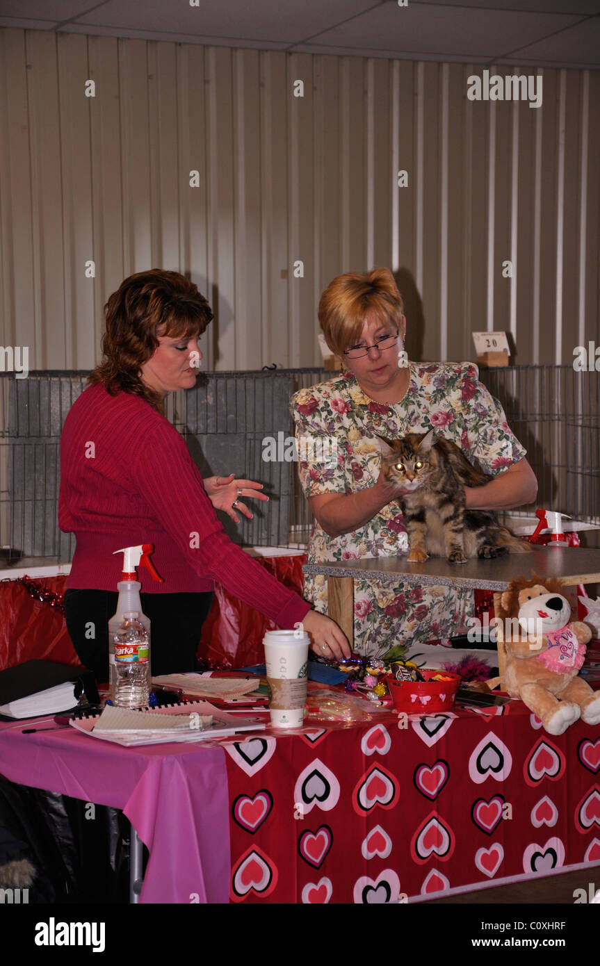 Judging process at cat show, Waco, Texas, USA Stock Photo - Alamy
