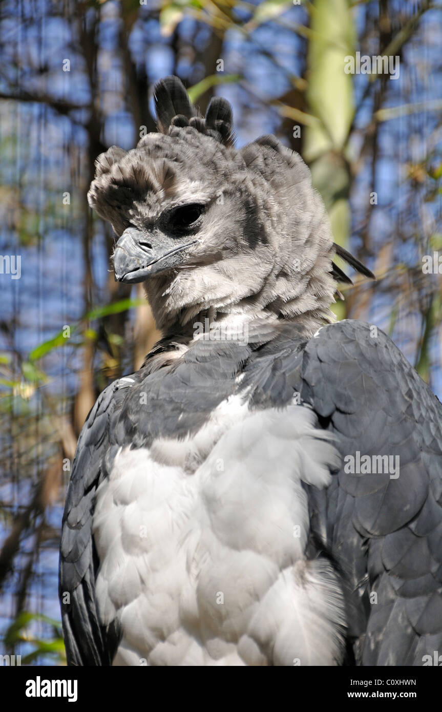 Tropical Rainforest Harpy Eagle