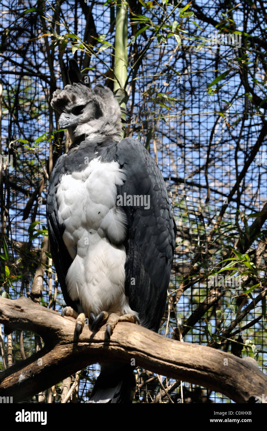 Harpy Eagle - Harpia harpyja Stock Photo - Alamy