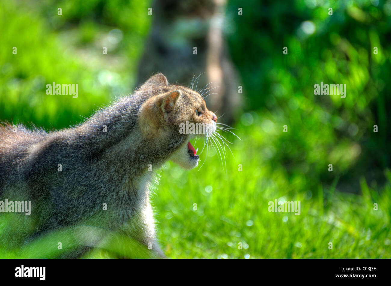 Fantastic close up of Scottish wildcat capturing character and ...