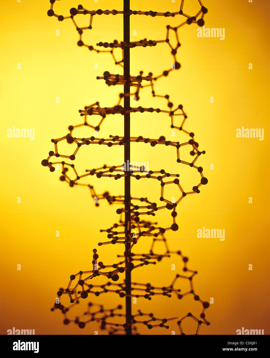 Dna model hi-res stock photography and images - Alamy