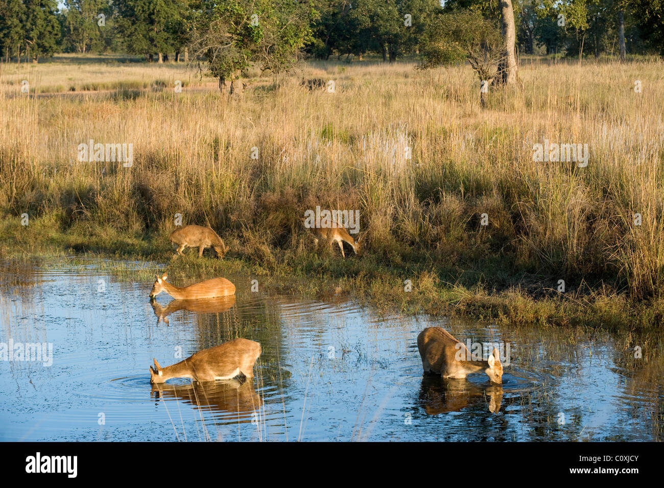 Swamp deer or Barasingha Cervus duvauceli India Stock Photo - Alamy