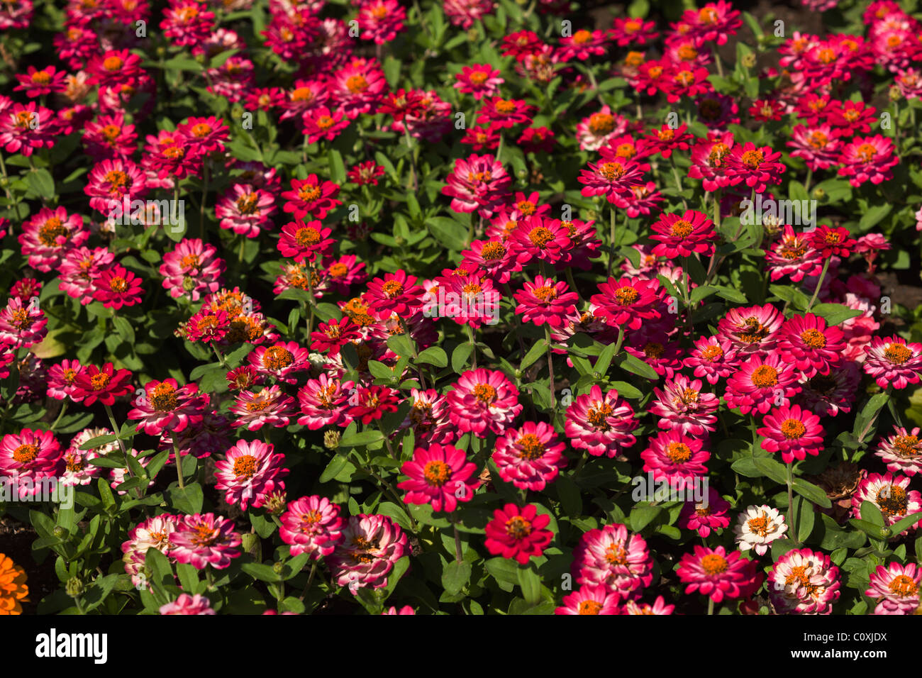 Field of red Zinnia elegans Zinnia violacea, Germany Stock Photo - Alamy