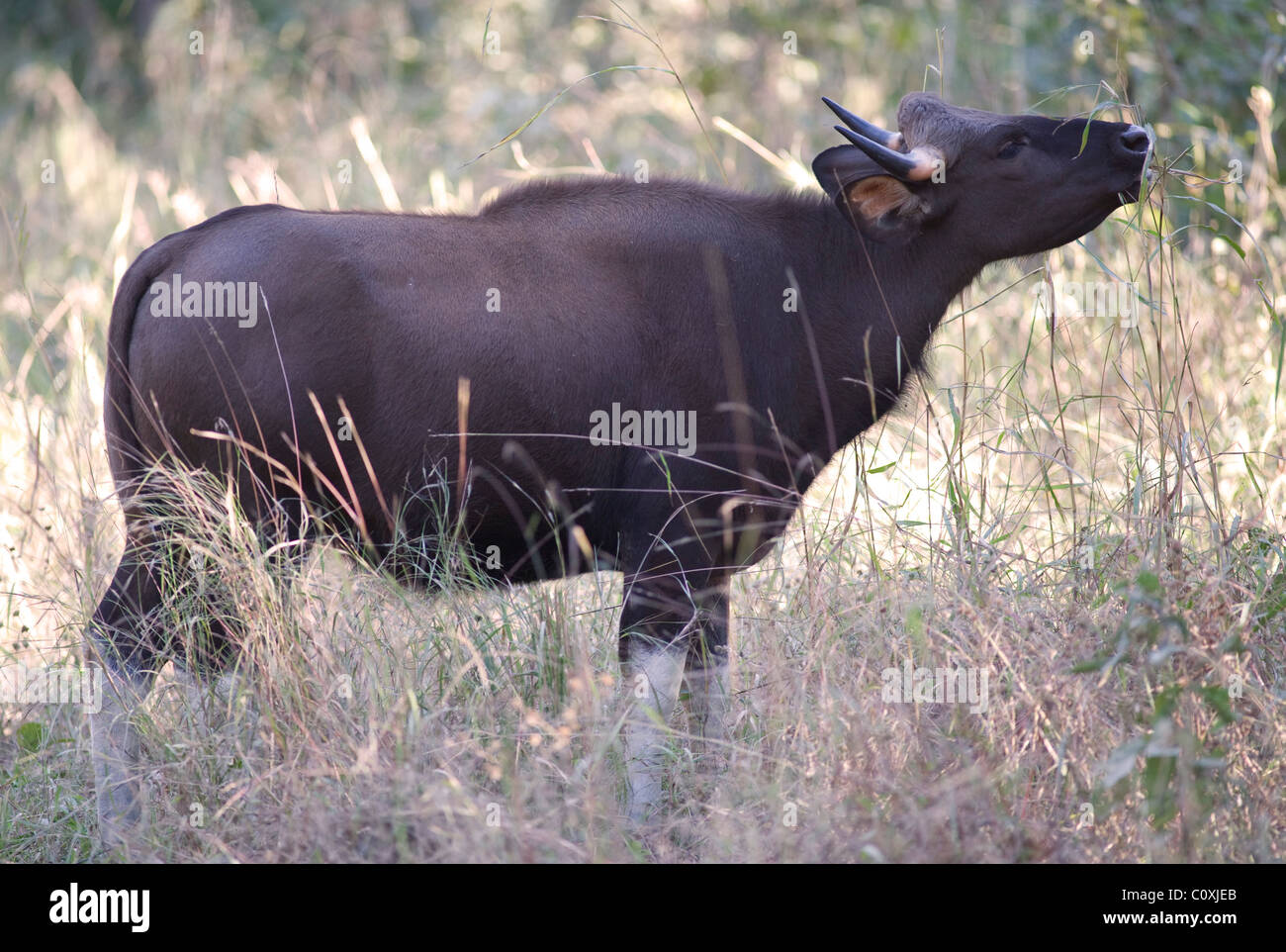 Gaur or Indian Bison Bos gaurus India Stock Photo - Alamy