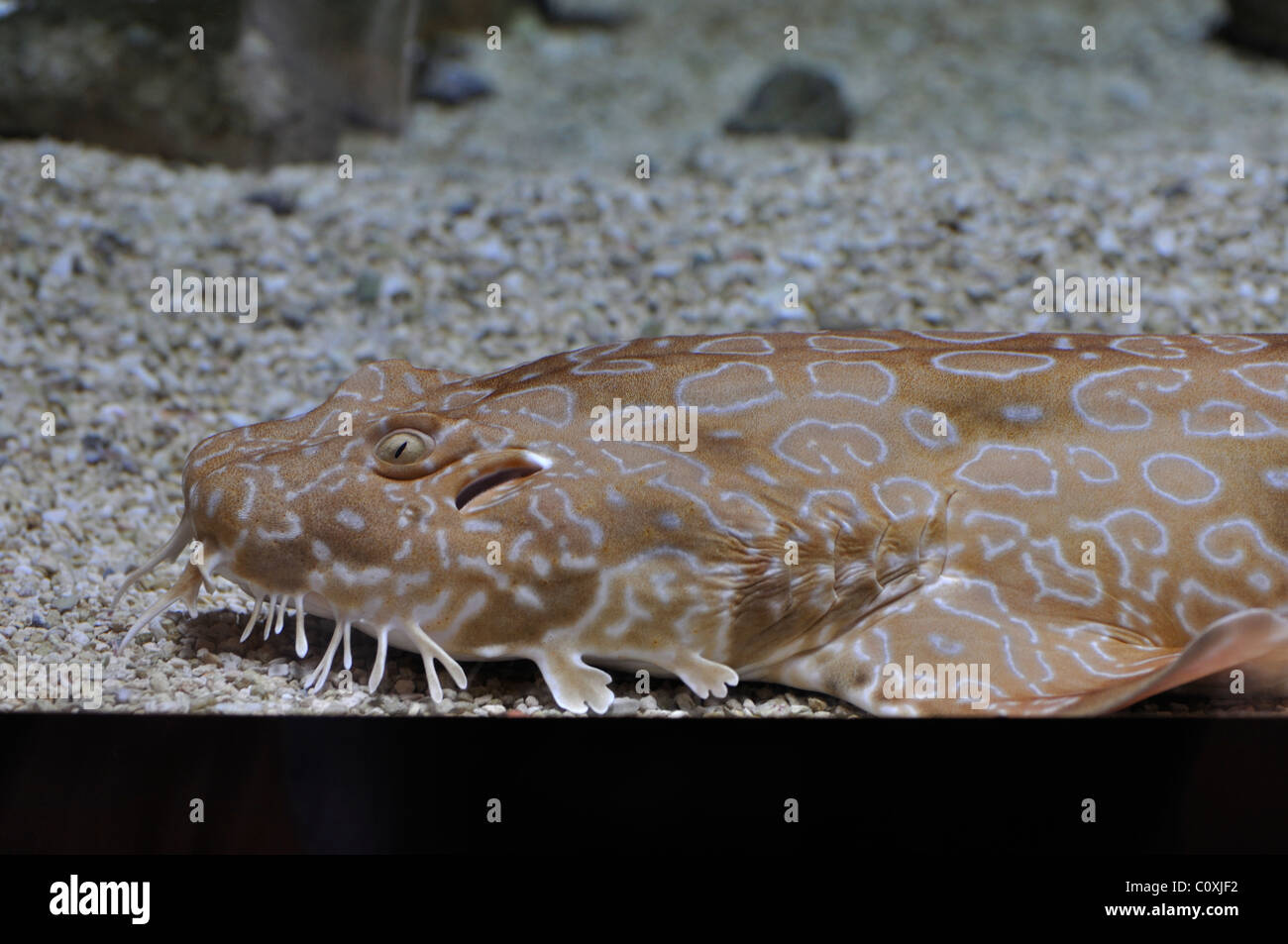 Epaulette shark - Hemiscyllium ocellatum Stock Photo - Alamy