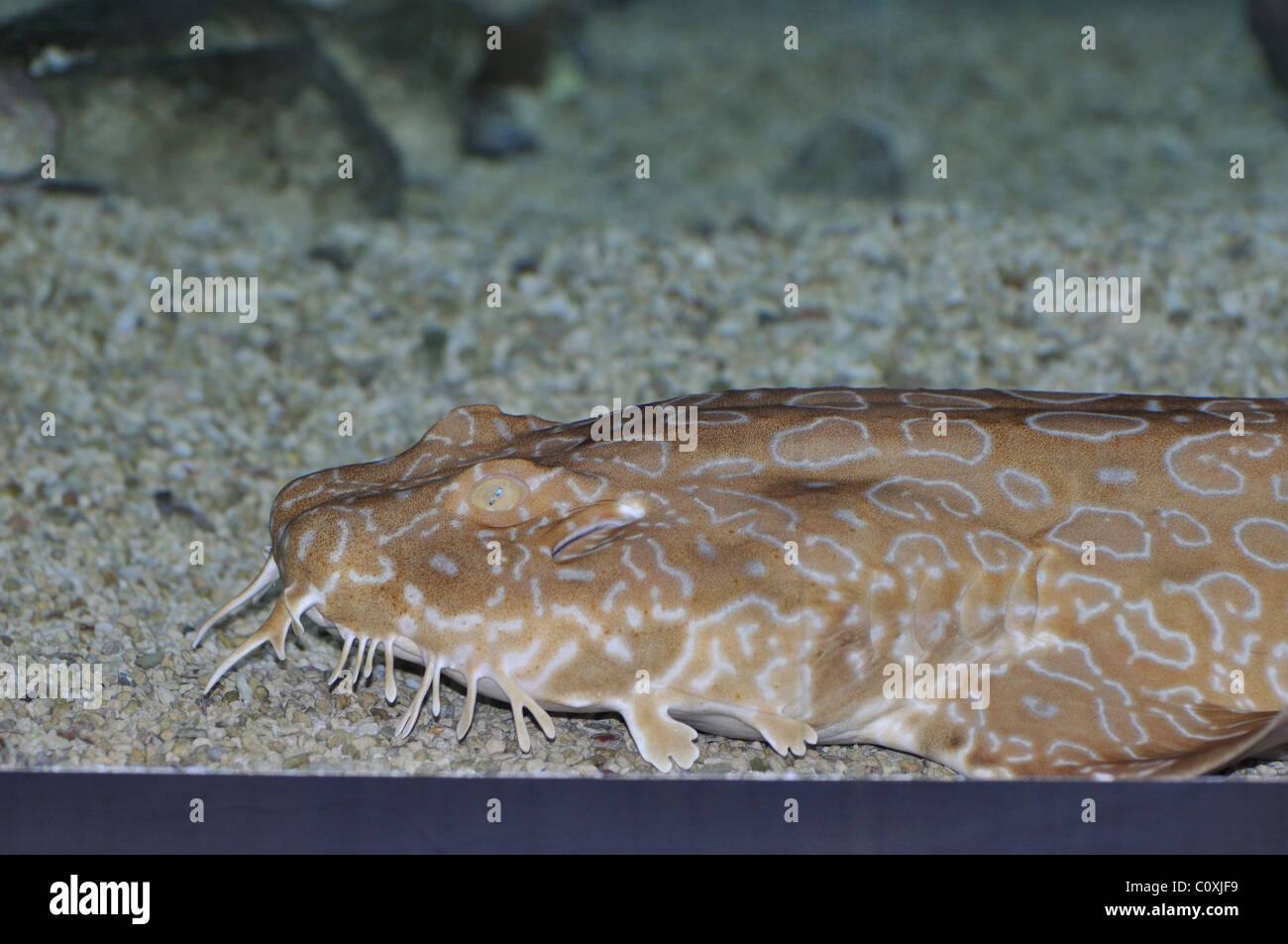 Epaulette shark hemiscyllium ocellatum fish aquarium tank hi-res stock ...