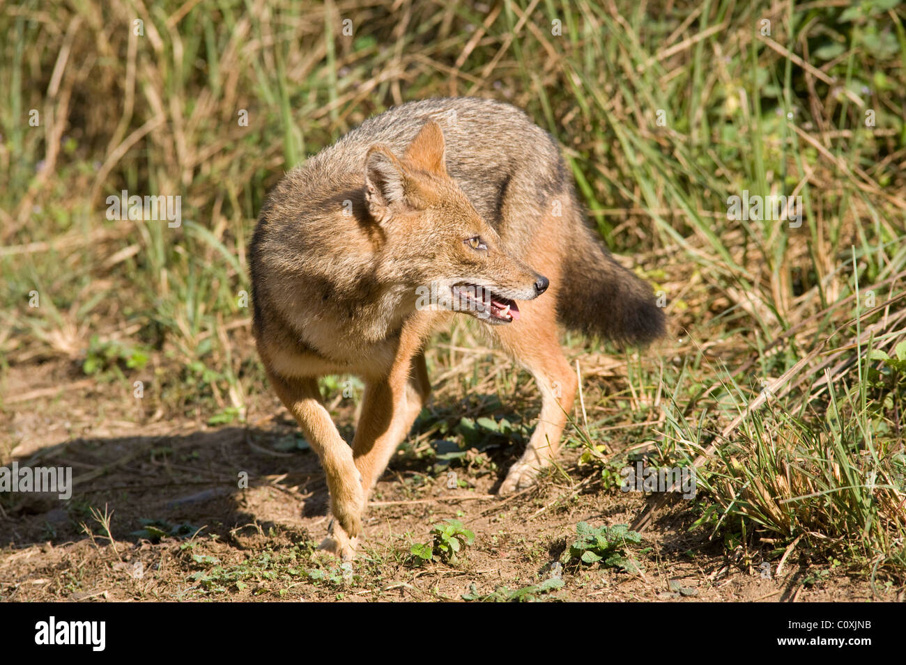 Golden Jackal Canis aureus sitting at side of Road, India Stock Photo - Alamy