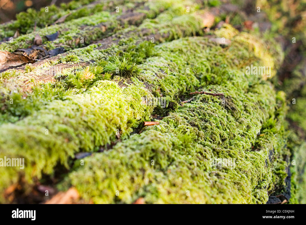 Moss on tree uk hi-res stock photography and images - Alamy