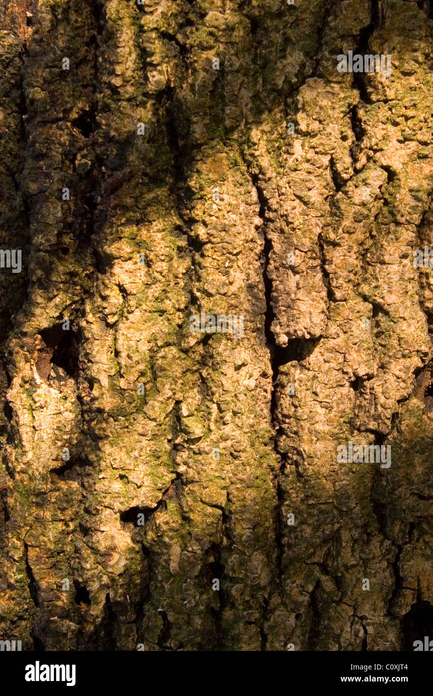 Shadow tree hi-res stock photography and images - Alamy