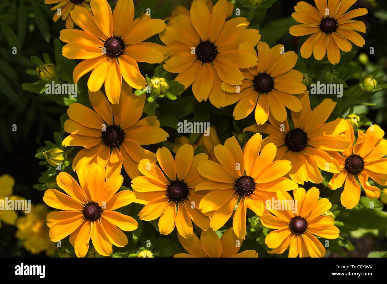 Echinacea paradoxa hi-res stock photography and images - Alamy