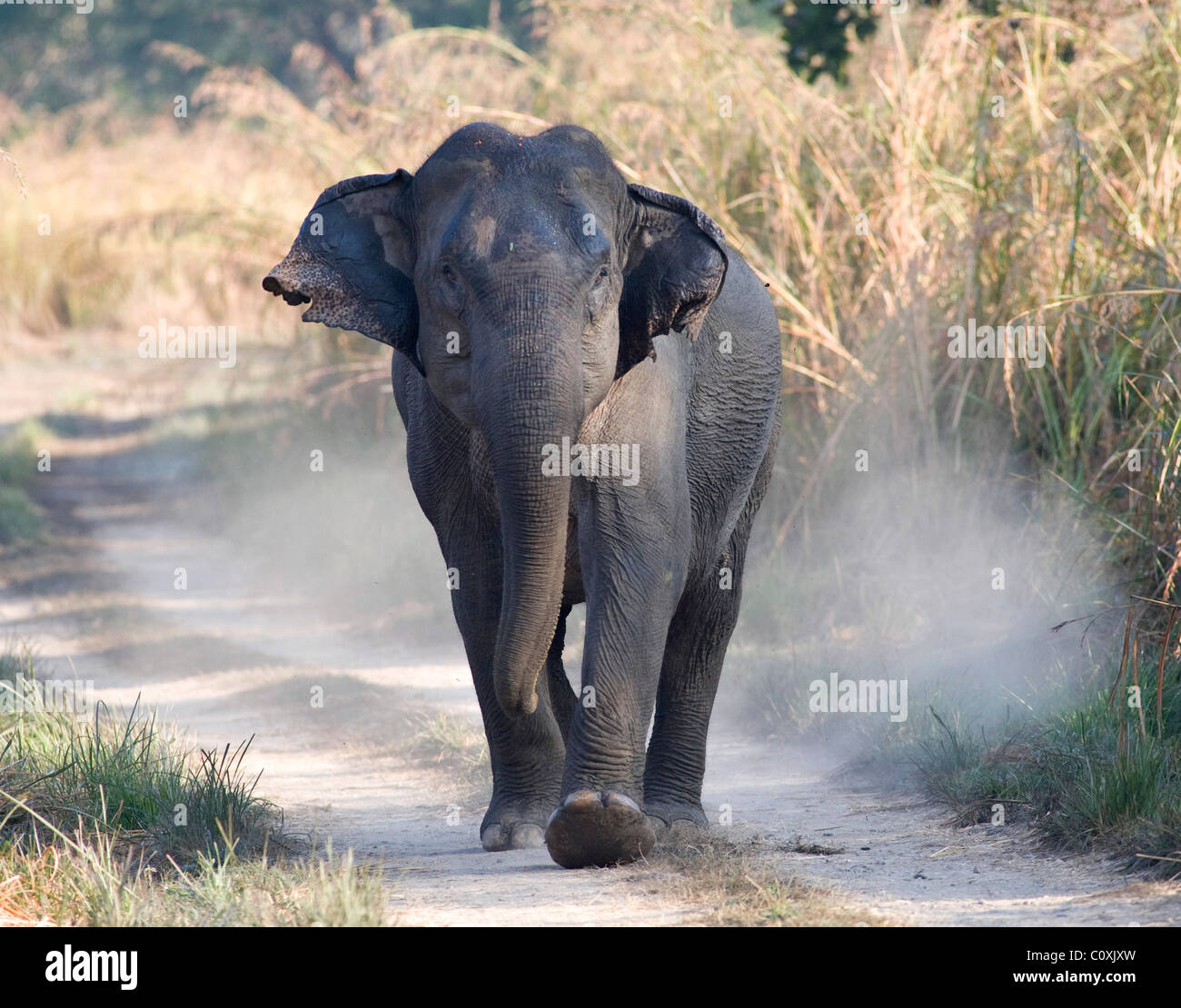 Female Asian Elephant Elephas maximus Charging camera Corbett, India ...