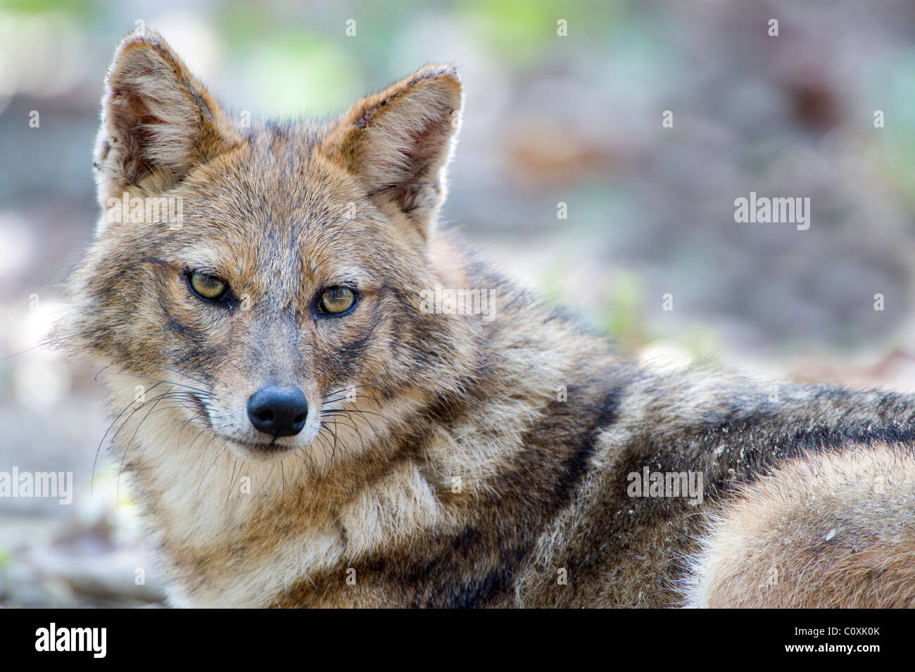 Jackal face hi-res stock photography and images - Alamy
