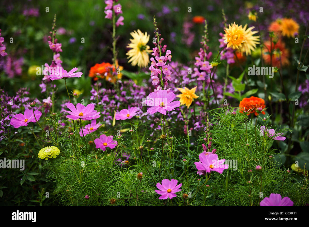 Pink Garden cosmos Cosmos bipinnatus in a field of mixed flowers ...