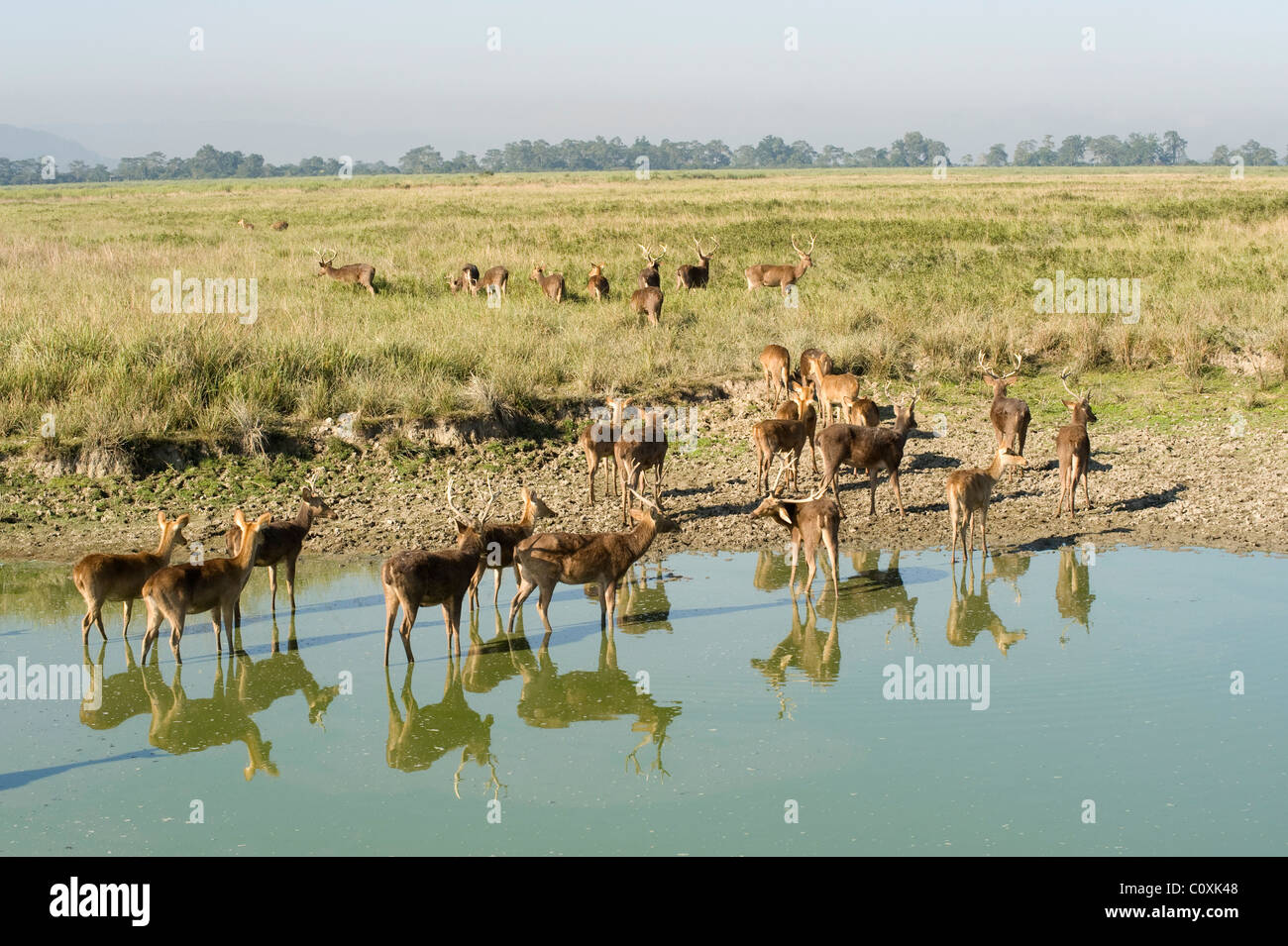 Swamp Deer Barasingha or Barasinga Cervus duvaucelii Kaziranga India ...