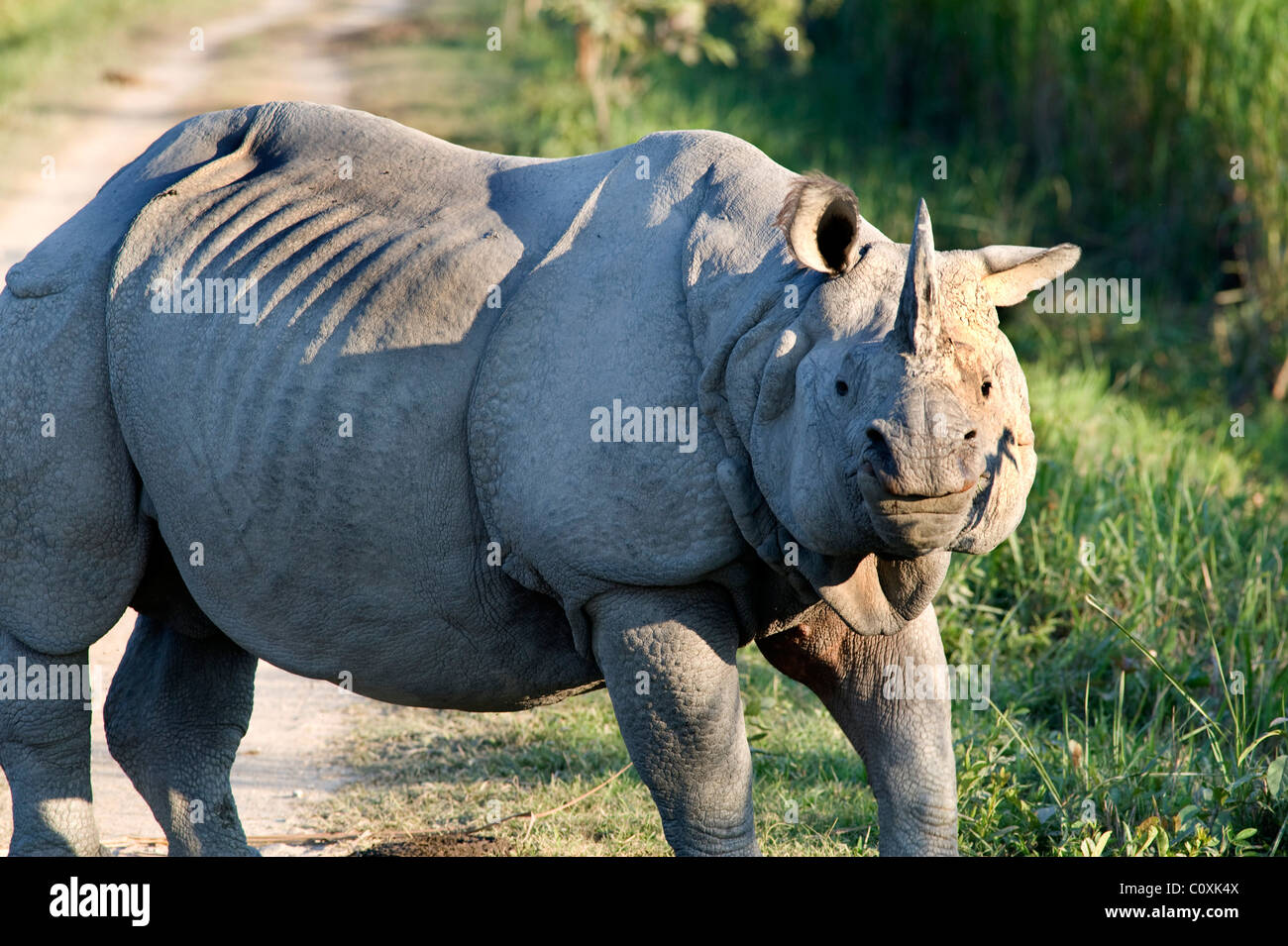 Indian rhinoceros - taylorkum