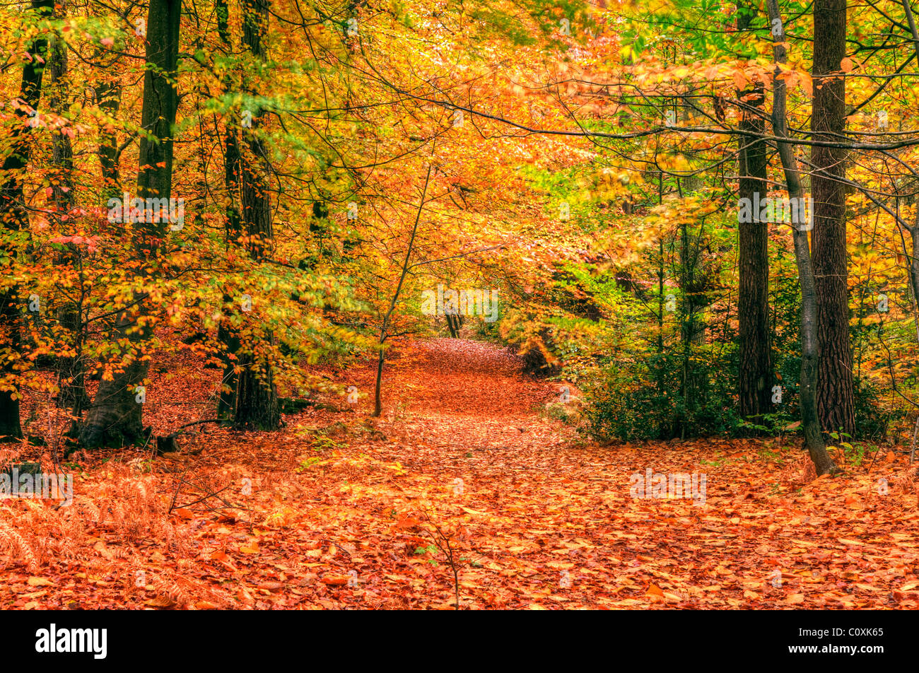 Stunning colorful Autumn Fall forest scene in English countryside ...