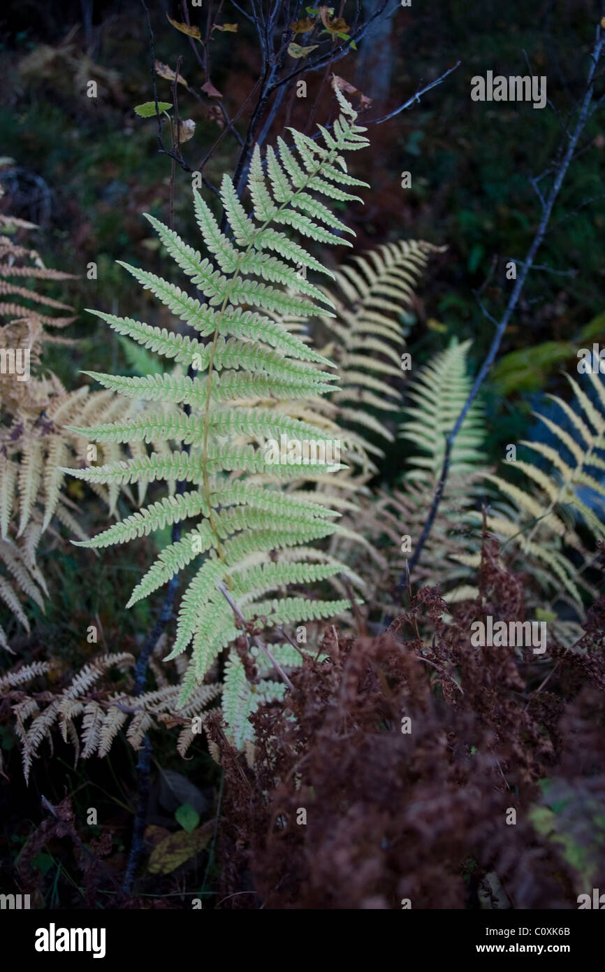 Norwegian fern hi-res stock photography and images - Alamy