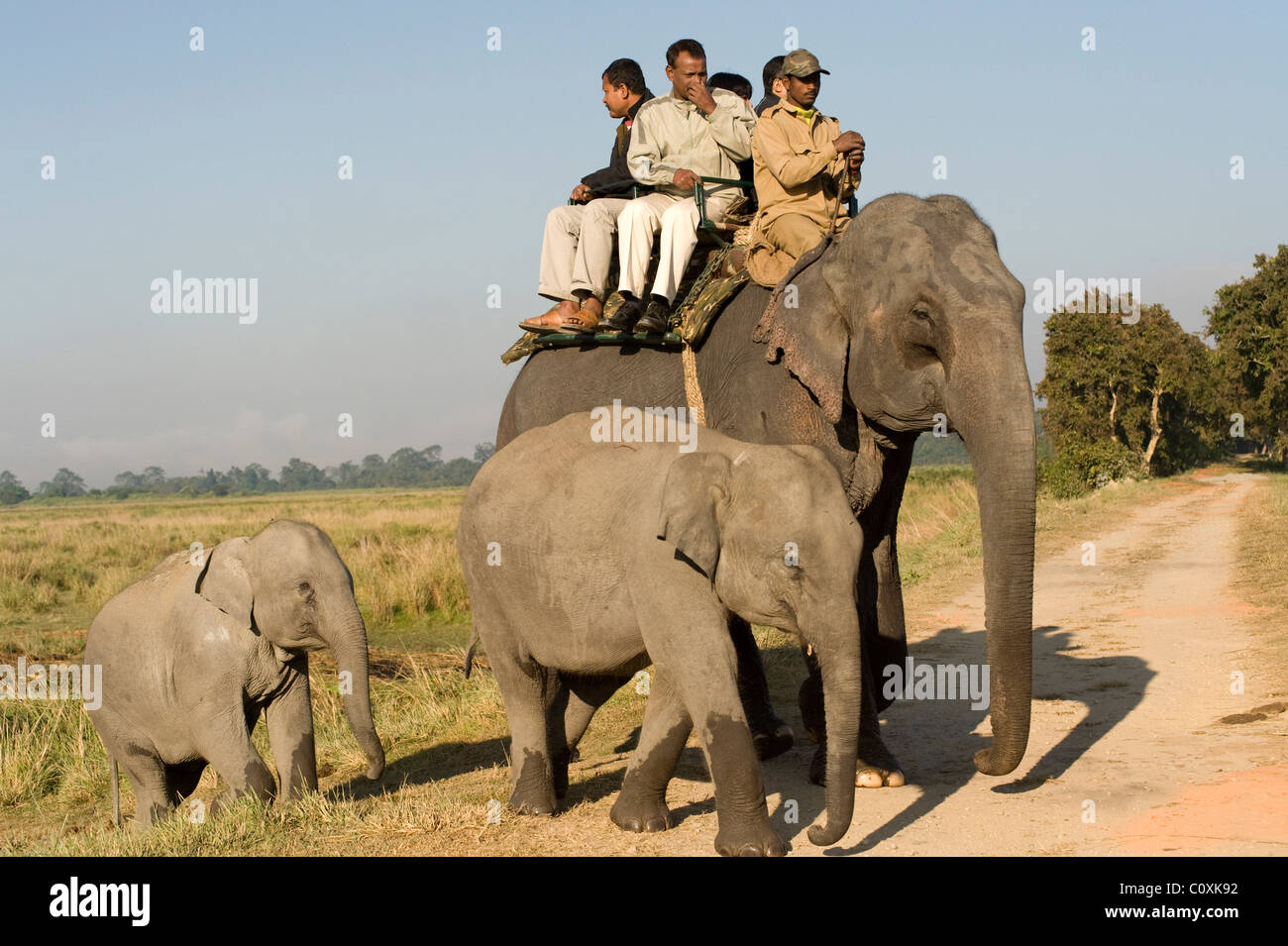 Elephant carrying baby hi-res stock photography and images - Alamy