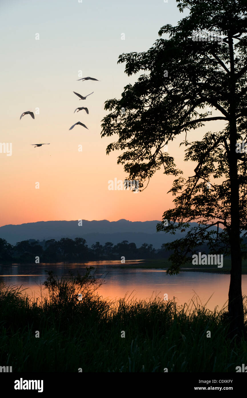 Birds of assam hi-res stock photography and images - Alamy
