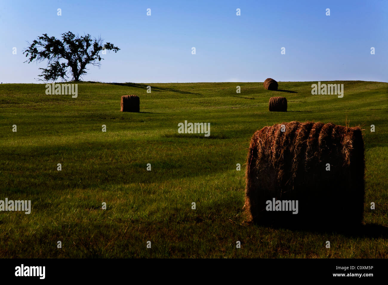 Hay field in the morning Stock Photo - Alamy