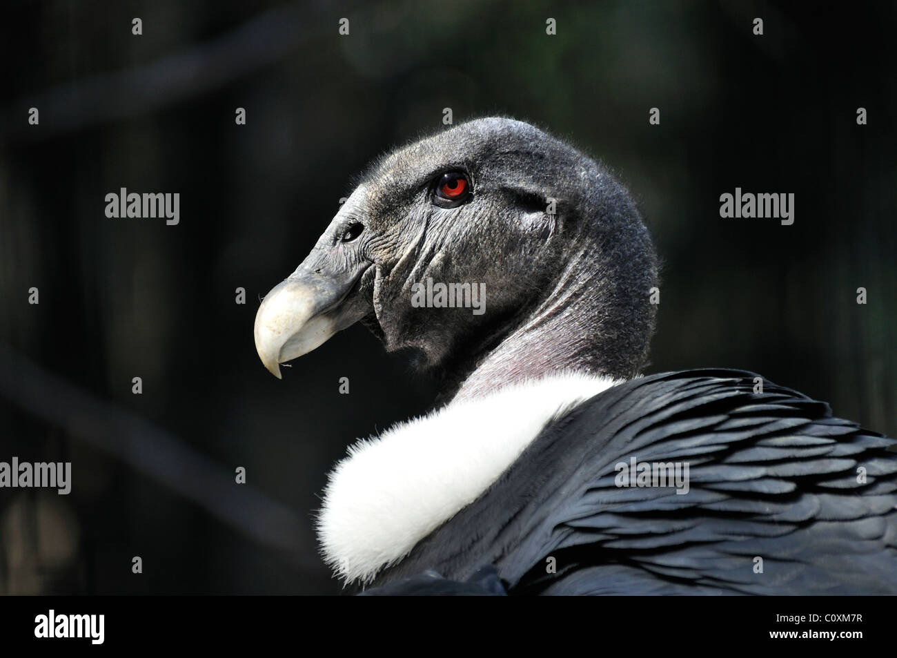 Andean Condor - Vultur gryphus Stock Photo - Alamy Andean Condor - Vultur gryphus Stock Photo - Alamy