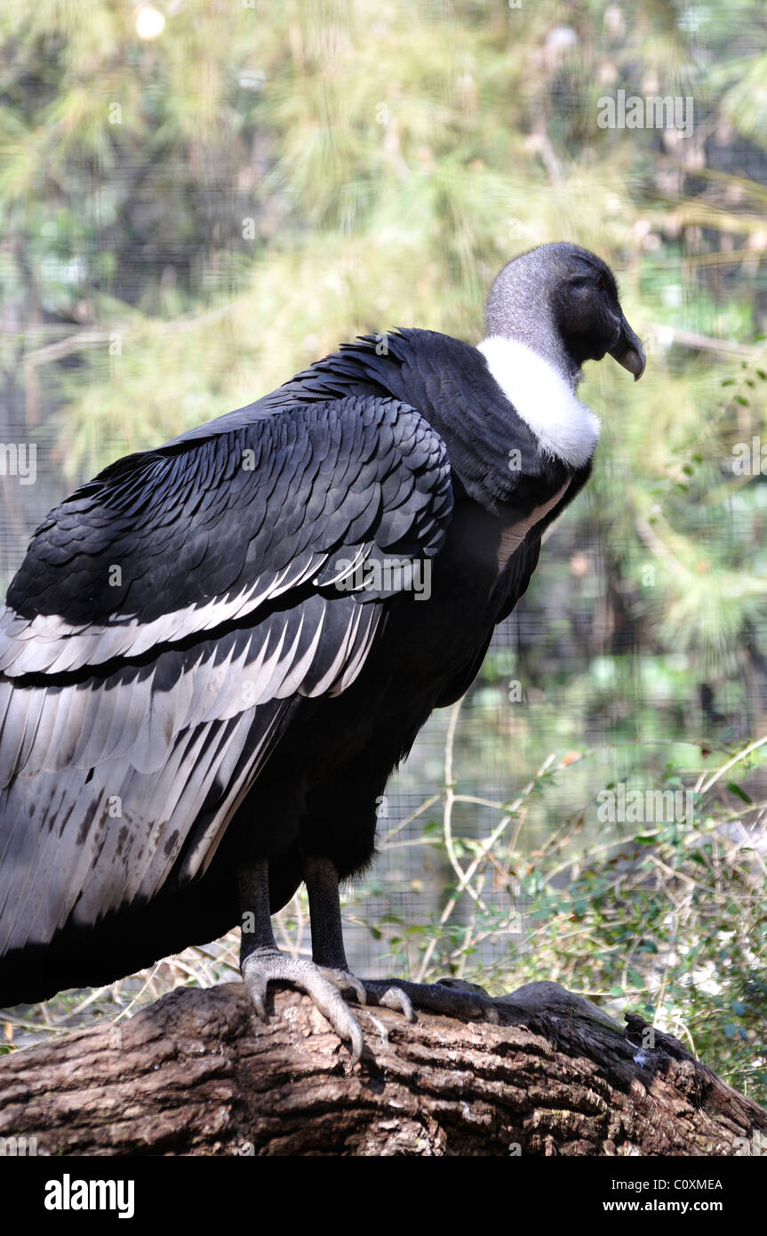 Andean Condor - Vultur gryphus Stock Photo - Alamy