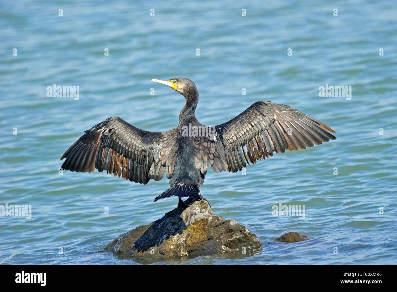Great Cormorant (Phalacrocorax carbo) standing on rock with wings ...