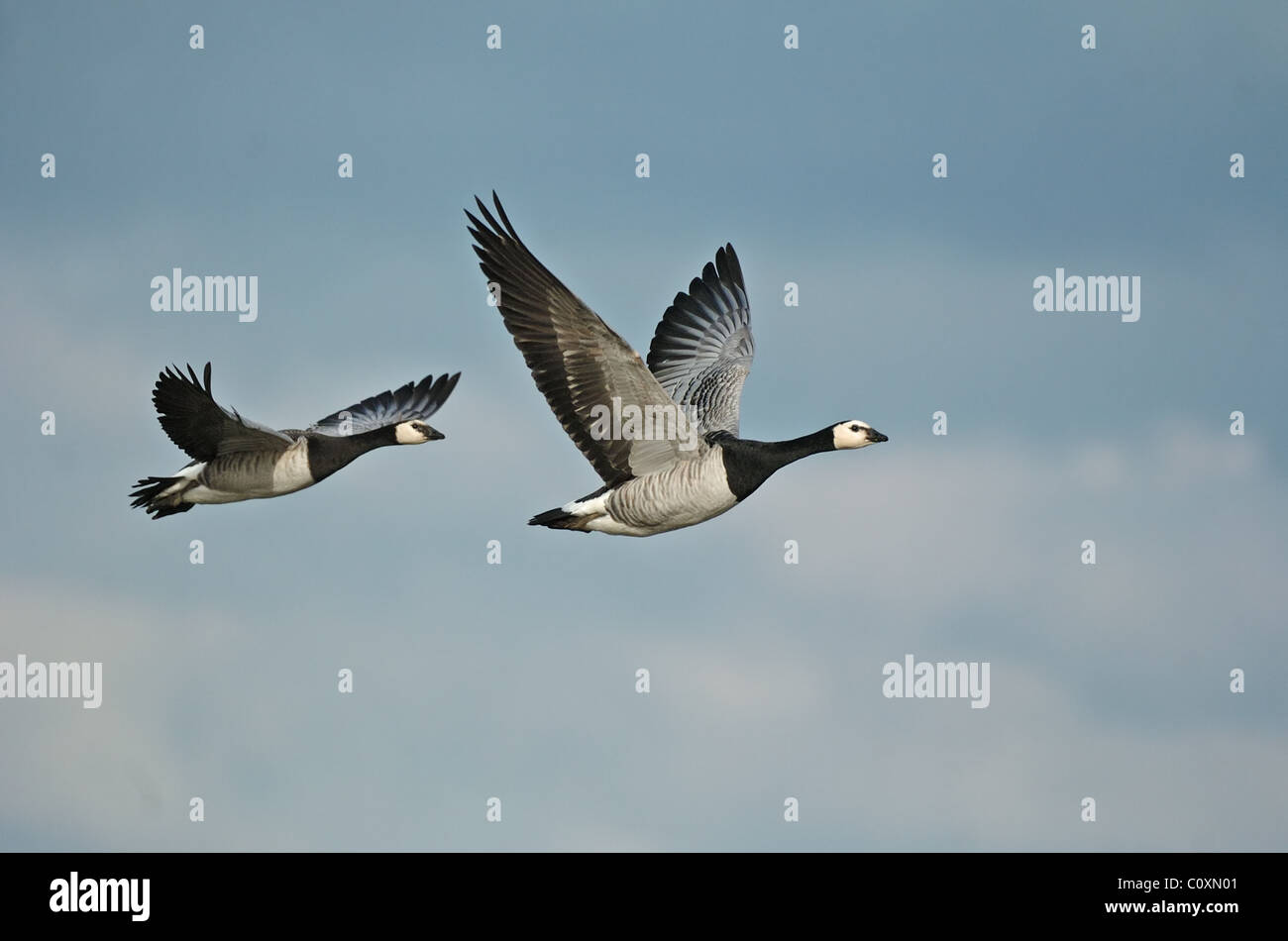 Barnacle geese branta leucopsis in flight hi-res stock photography and ...