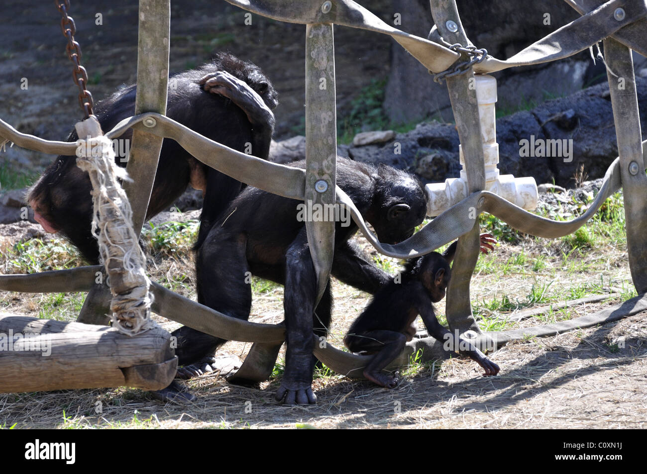 Ape father hi-res stock photography and images - Alamy