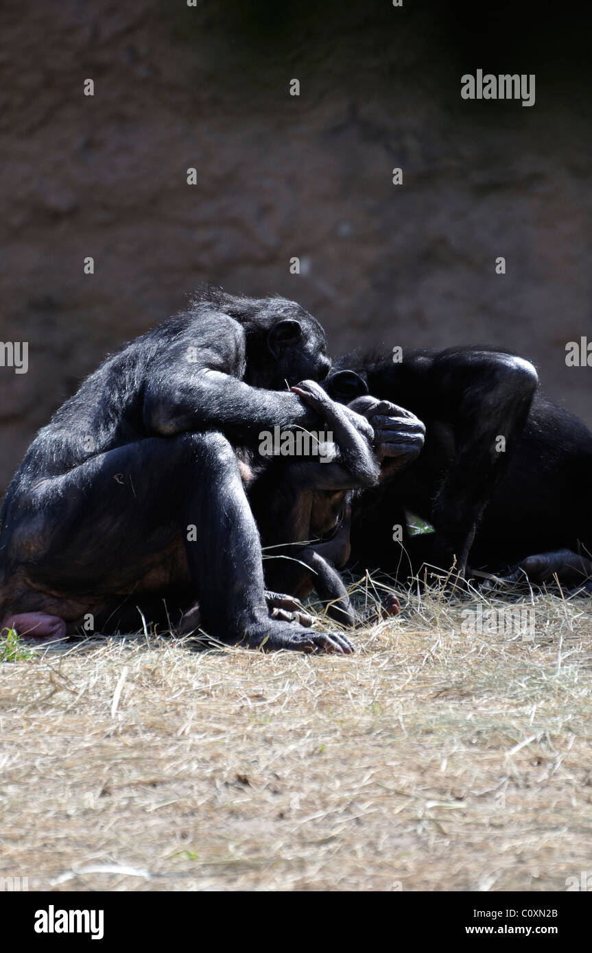Chimpanzee family mother father hi-res stock photography and images - Alamy