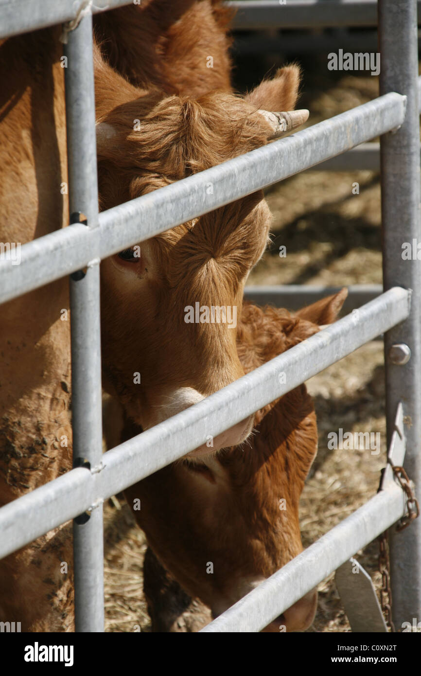 One yard pen head close up detail curious fence pen hi-res stock ...