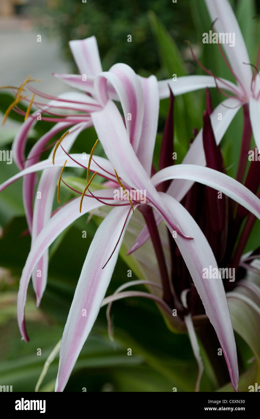 Pink lily flower, Laos Stock Photo - Alamy