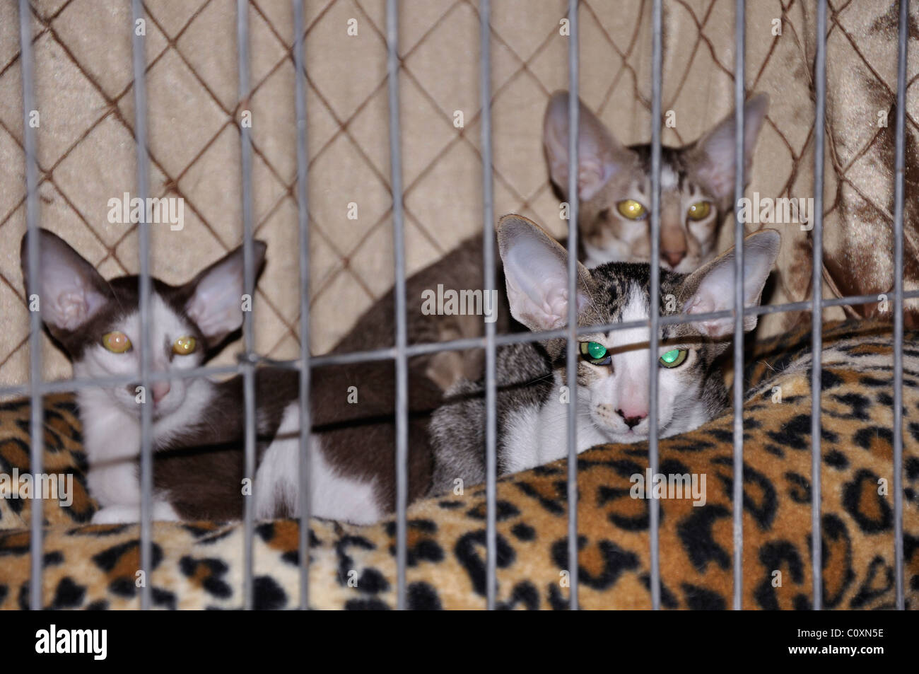 Cat show cats cage waco hi-res stock photography and images - Alamy