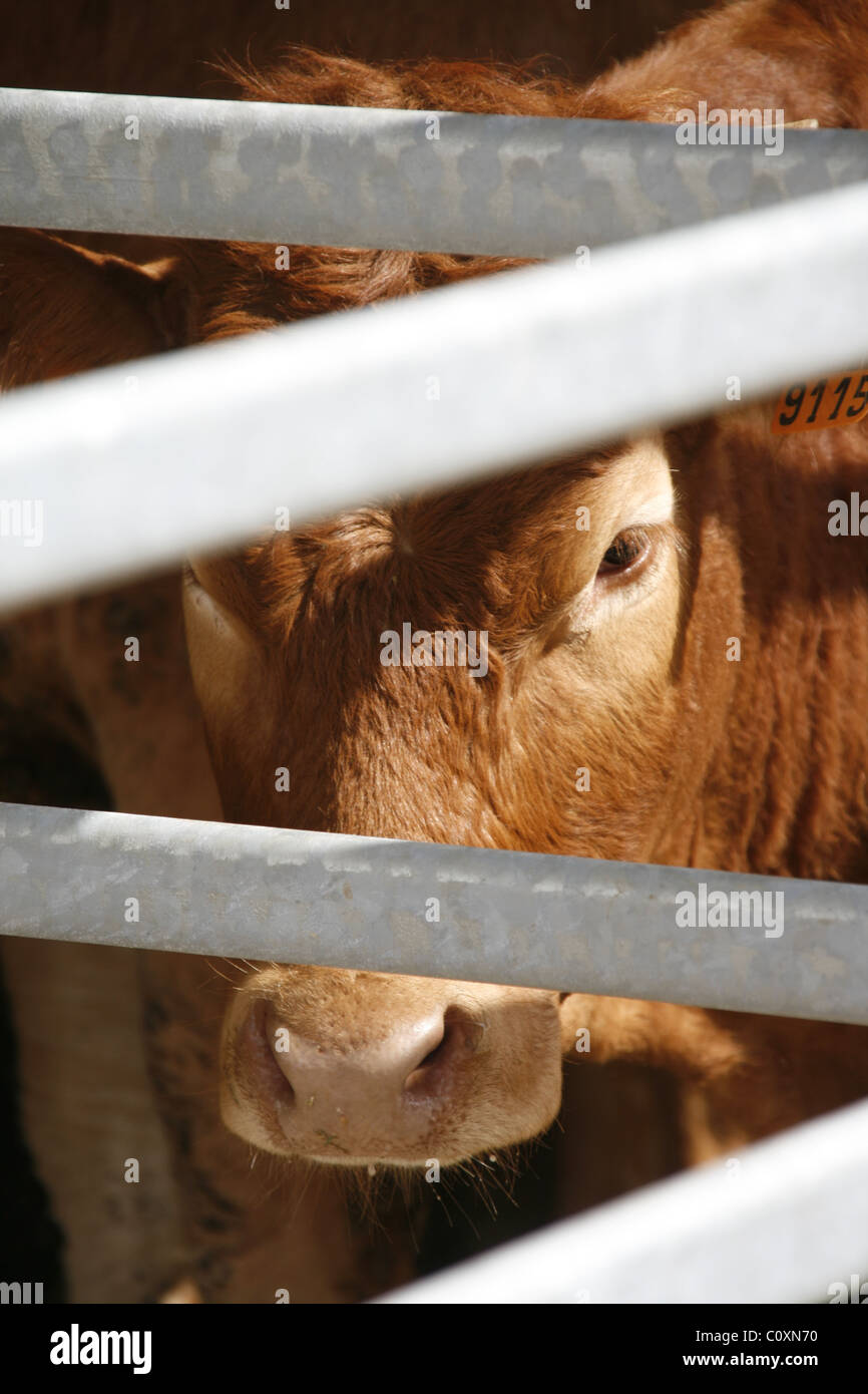 cattle in a pen on farm Stock Photo - Alamy