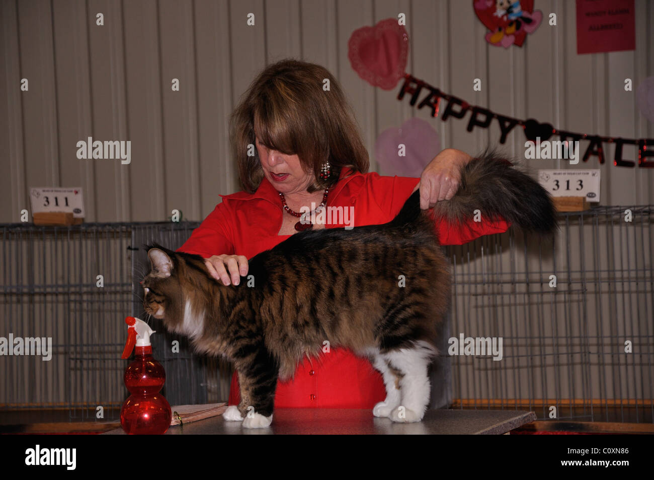 Judging process at cat show, Waco, Texas, USA Stock Photo - Alamy