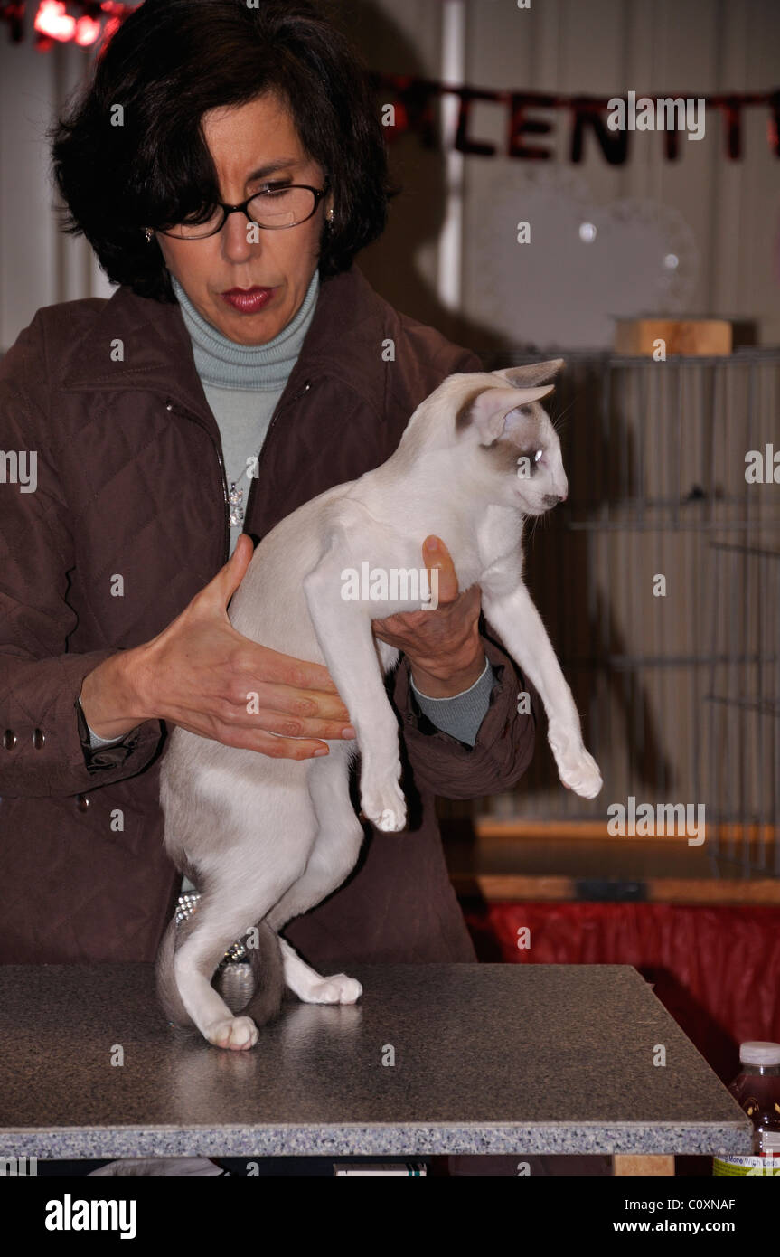 Judging process at cat show, Waco, Texas, USA Stock Photo - Alamy