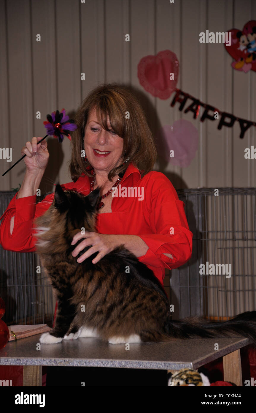 Judging process at cat show, Waco, Texas, USA Stock Photo - Alamy