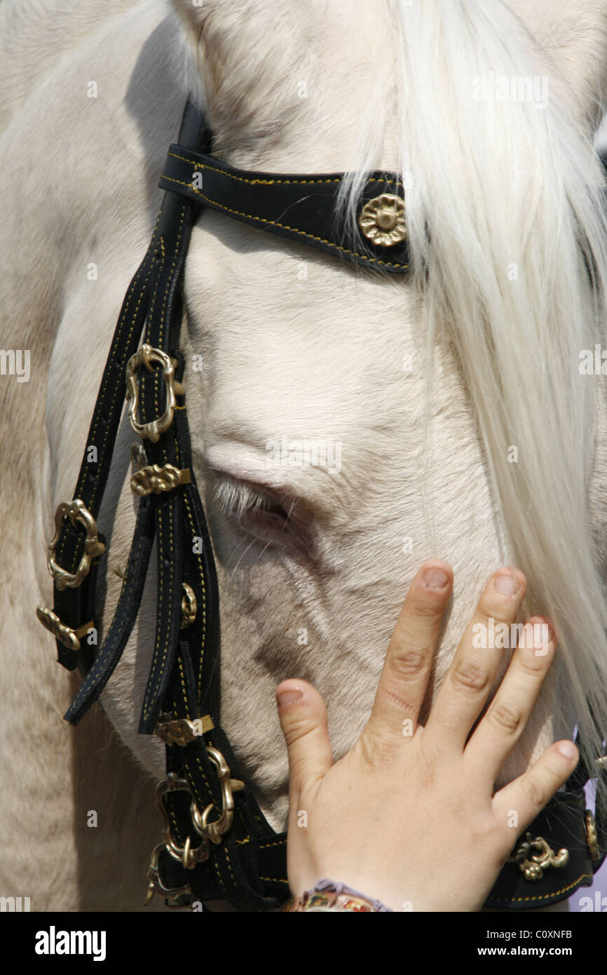 Hand stroking horse nose hi-res stock photography and images - Alamy
